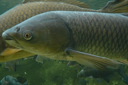 Diploid vs Triploid Grass Carp: Understanding the Differences | Carp ...