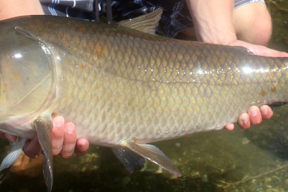 What Is The Difference Between Buffalo Fish And Carp? | Carp Fishing Blog