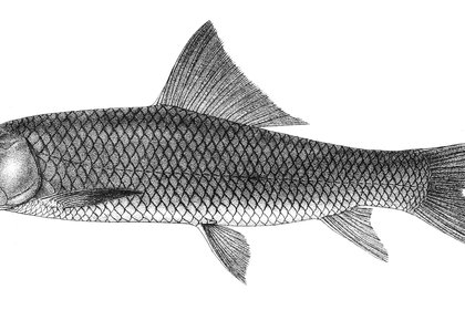 Mrigal Carp: Biology, Distribution, and Ecological Impact | Carp ...