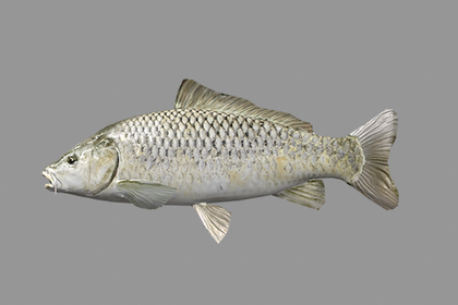 The Unusual World of Ghost Carp: An In-Depth Look at This Artificial ...